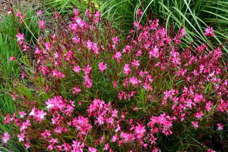 Gaura lindheimerii - Gaura - Meristēmas