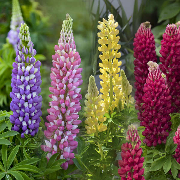 Lupinus poliphyllus - Lupīnas - Meristēmas